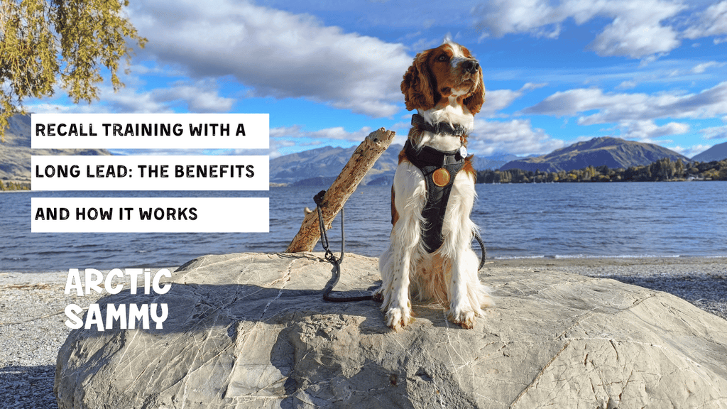 Recall Training With A Long Lead: The Benefits and How it works
