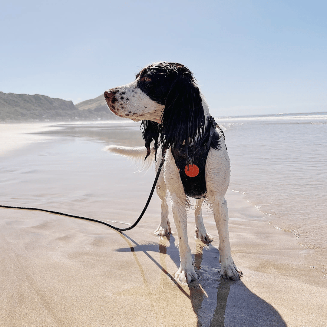 Long Dog Leashes | Arctic Sammy