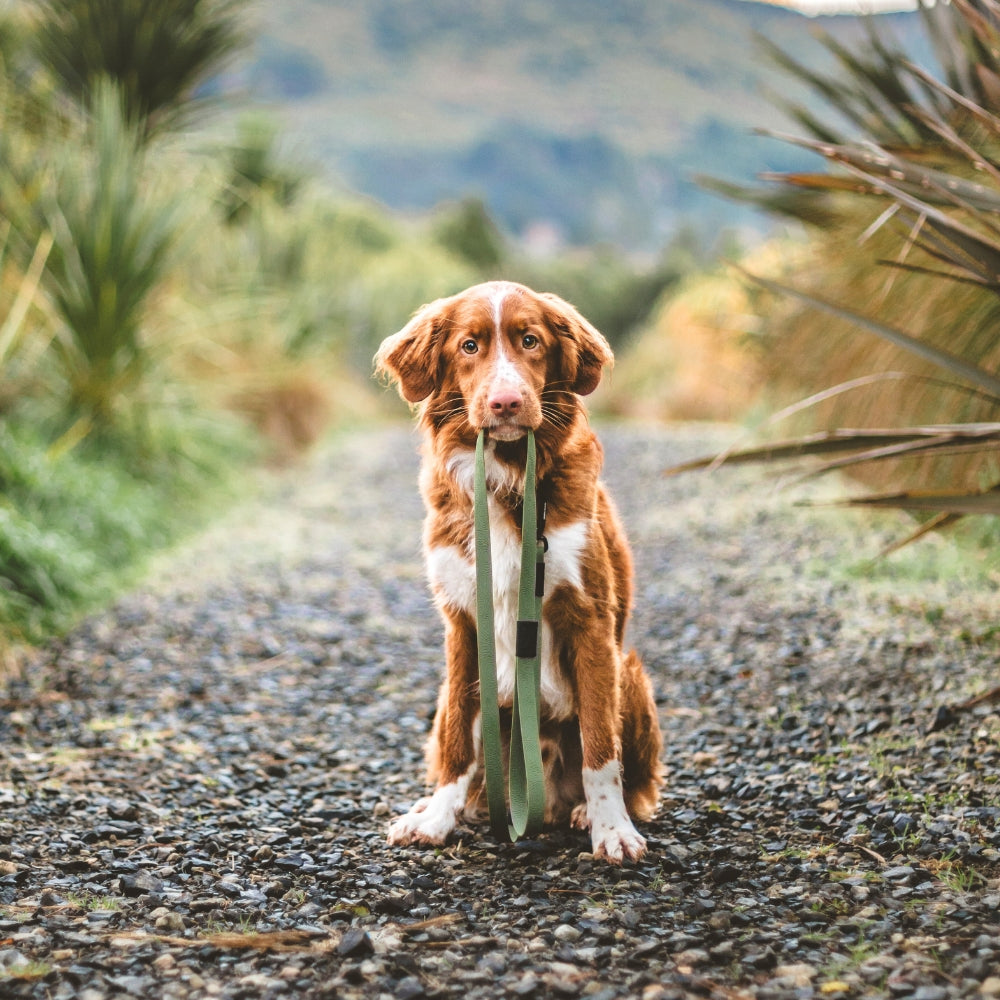 Terraflow Waterproof Leashes