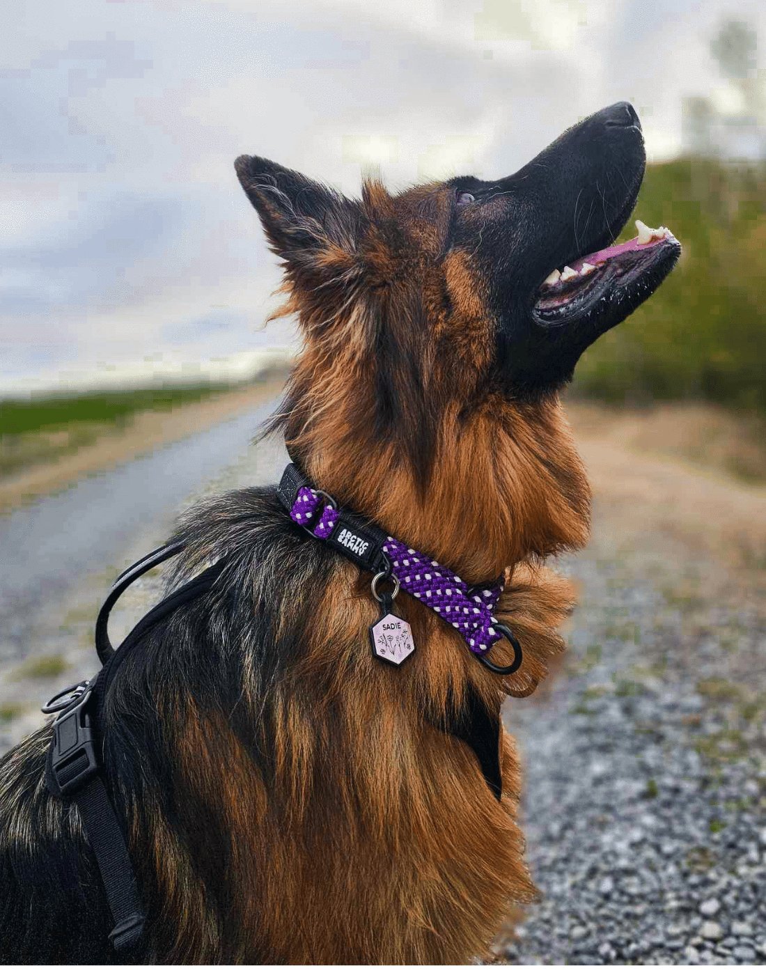 Dog Collars | Arctic Sammy