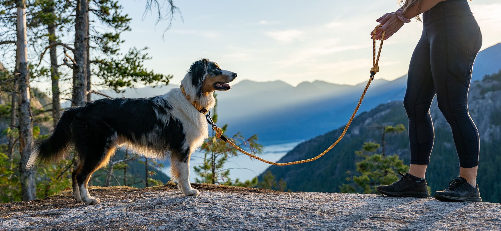 Dog Leashes | Arctic Sammy