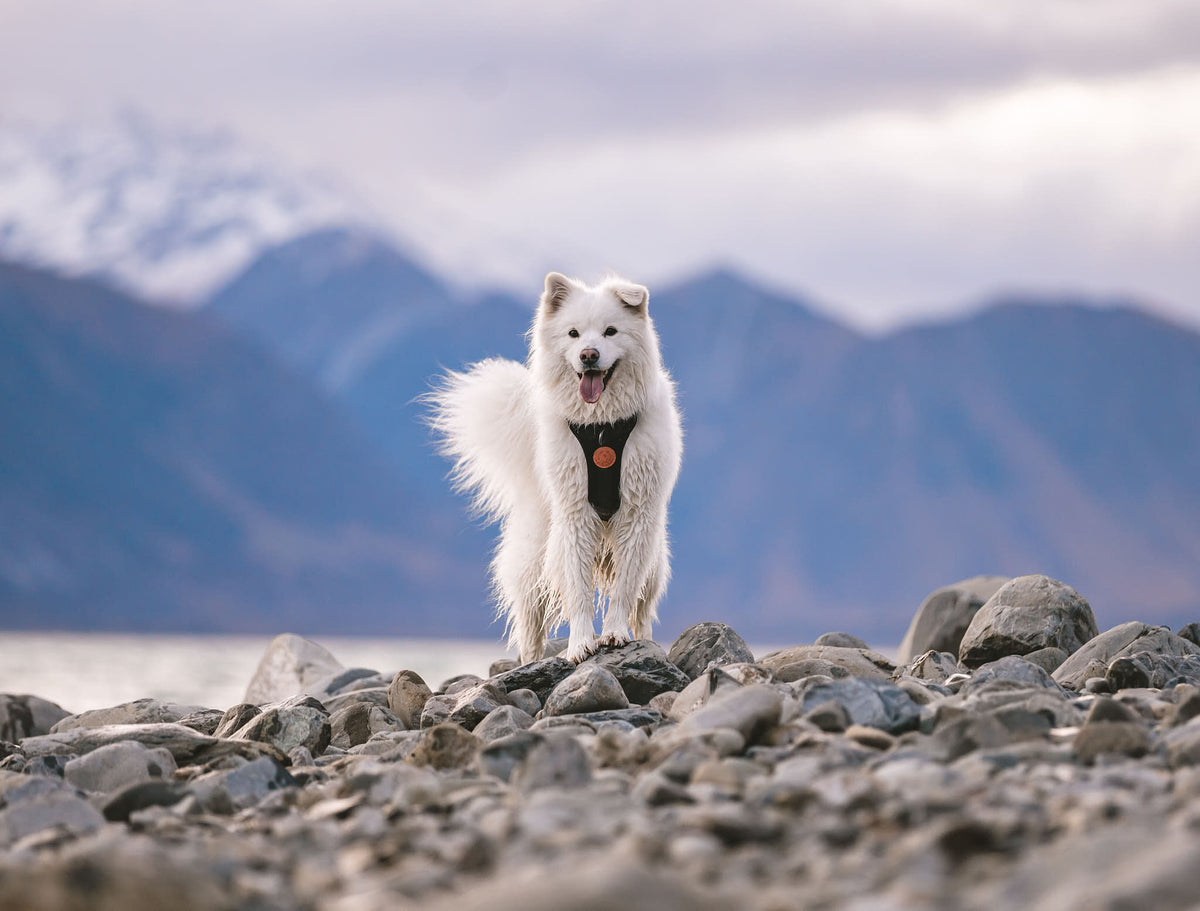 Sizing Corner - Harnesses