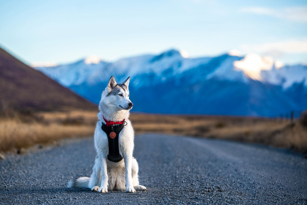 Outdoor Gear for Dogs – Arctic Sammy