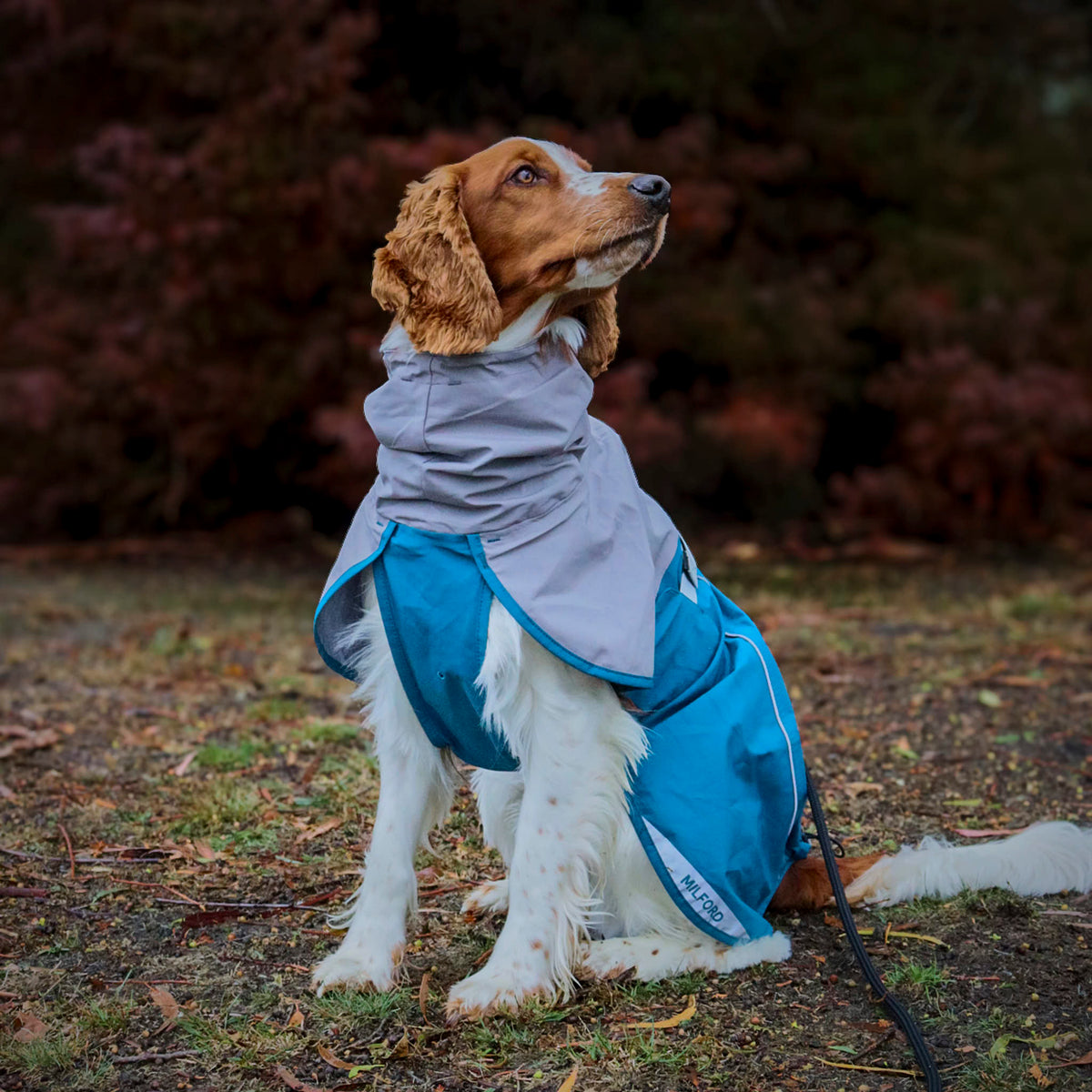 Dog Raincoat Milford | Arctic Sammy