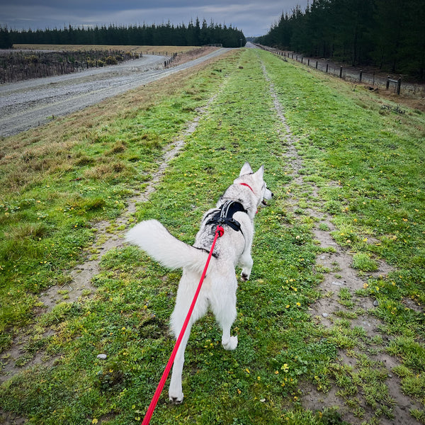 Outdoor Gear for Dogs – Arctic Sammy