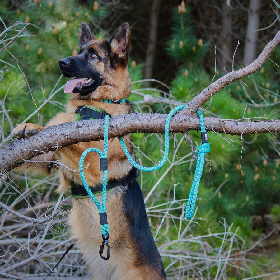 Traffic Handle Dog Leashes