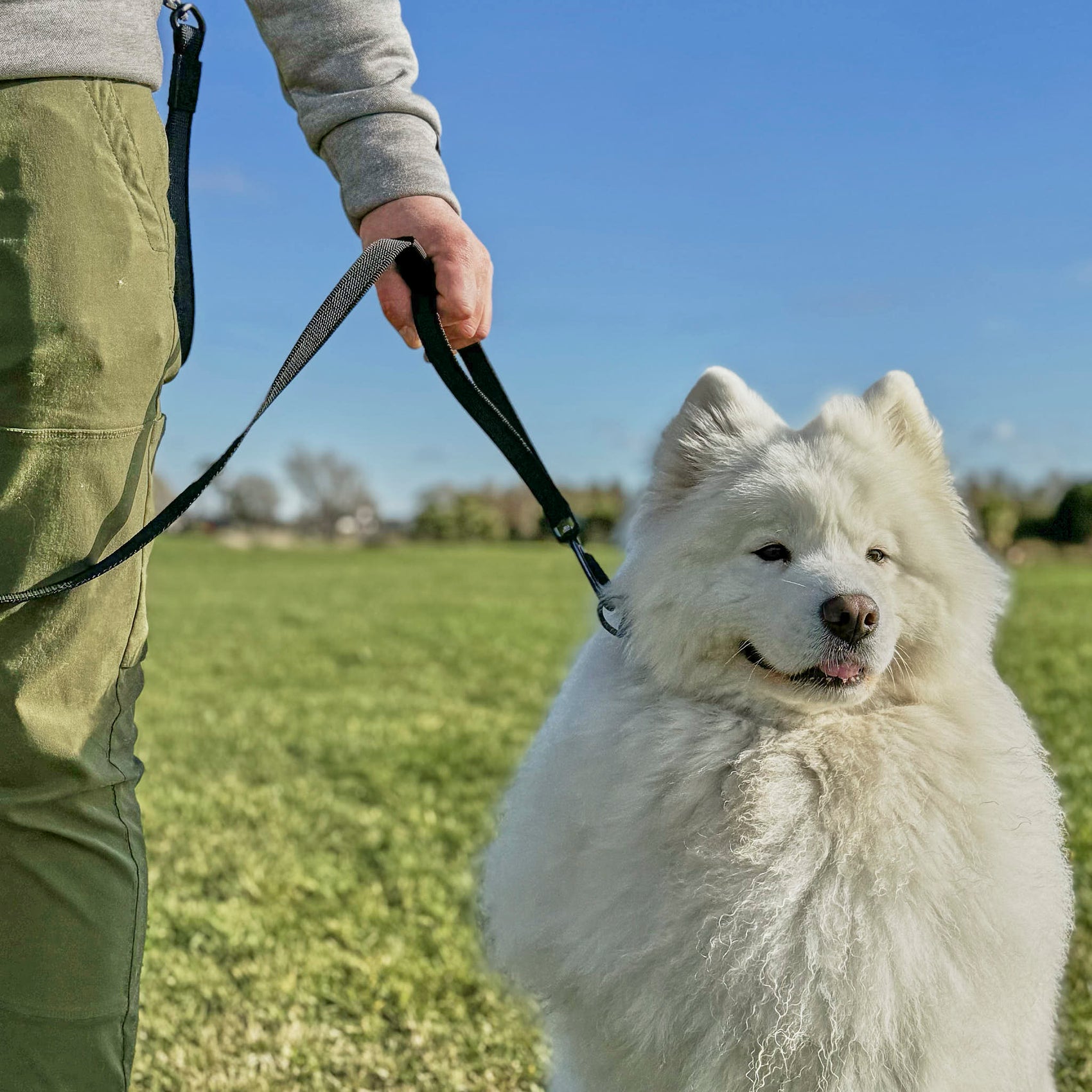Train and Recall Long Line Dog Leash I Arctic Sammy